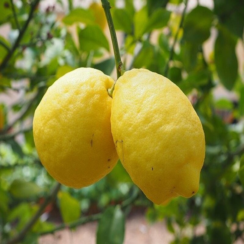 Limón